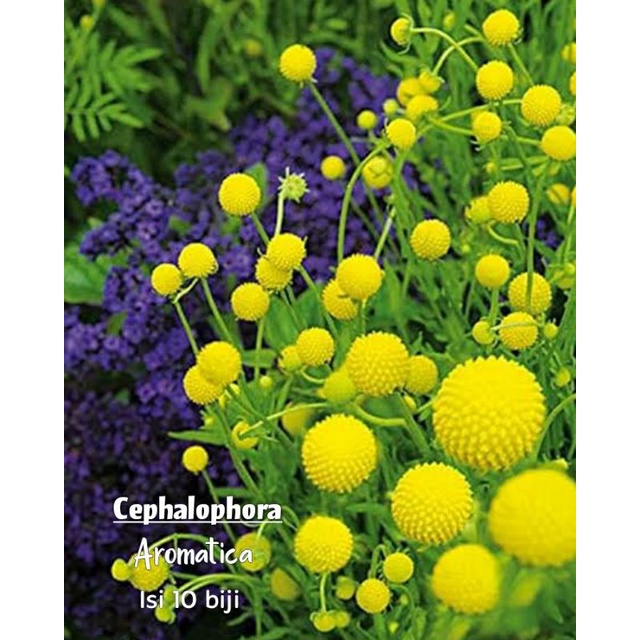 Jual Cephalophora Aromatica (Phineapples chiltren) | Shopee Indonesia