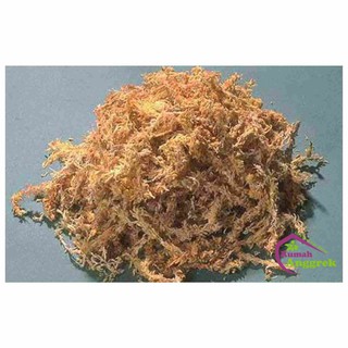 Jual Media Sphagnum Moss 100 gram spagnum spaghnum putih lumut | Shopee ...