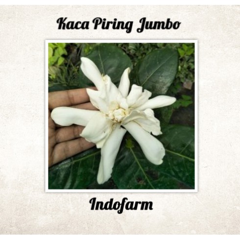 Harga piring bunga jumbo Terbaru Feb 2026 | BigGo Indonesia