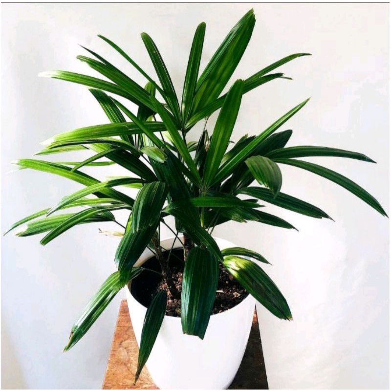 Jual Tanaman hias pohon palem regu - tanaman indoor - tanaman outdoor ...