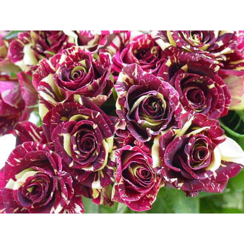 Harga Mawar Batik Abra Terbaru Desember 2022 |BigGo Indonesia