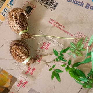 Jual Bibit kayu suren kayu super per 1 pohon | Shopee Indonesia