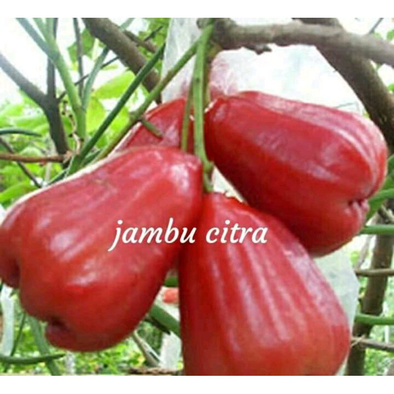 Jual jambu citra sambung pucuk - WISATA AGROTANI | Shopee Indonesia