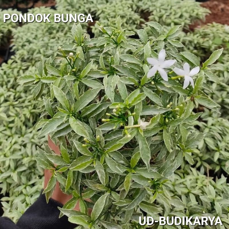 Jual Tanaman Hias Rombusa Mini Varigata/Sabrina Mini Varigata/Mlati ...