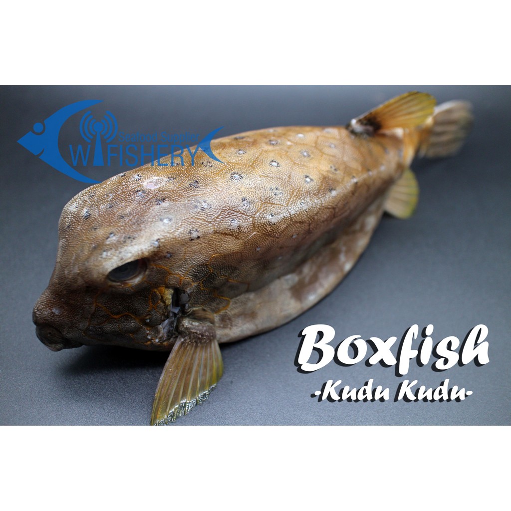 Jual Ikan Kudu Kudu Fillet - Fillet Boxfish Indonesia|Shopee Indonesia