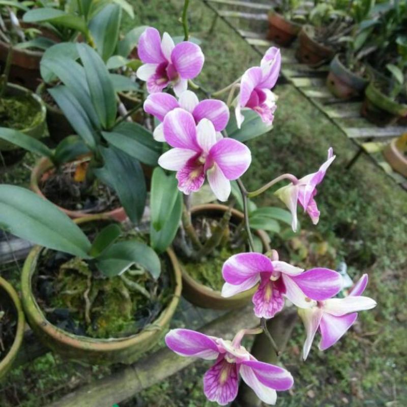 Jual Pohon anggrek hidup - tanaman hias angrek dendrobium (bunga putih ...