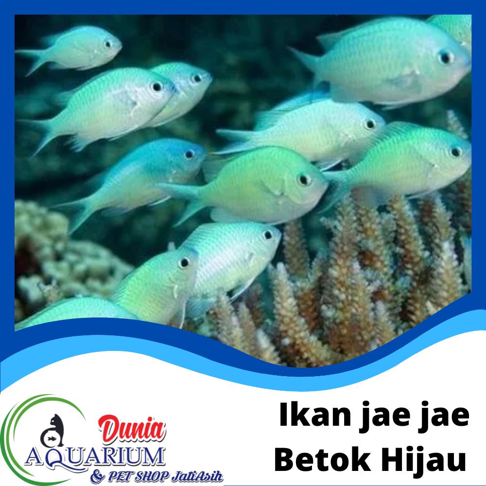Jual Ikan Hias Laut Betok Hijau Jae Jae Marine Reef Tank | Shopee Indonesia