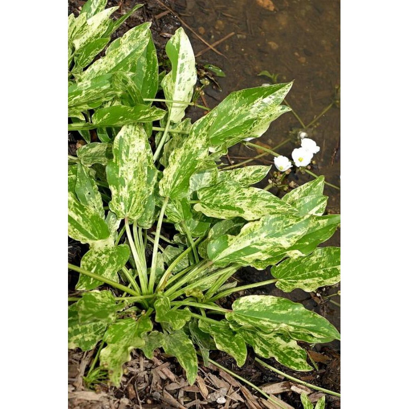 Jual Echinodorus marble queen ( Tanaman Aquascape Tumbuhan Air Aquarium ...