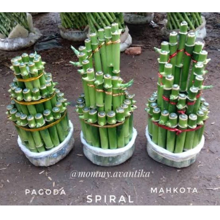 Jual BAMBU HOKI | Shopee Indonesia