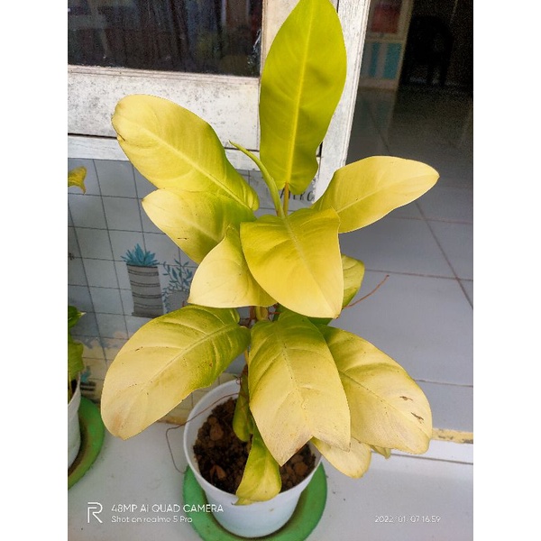 Jual philo centong kuning | Shopee Indonesia
