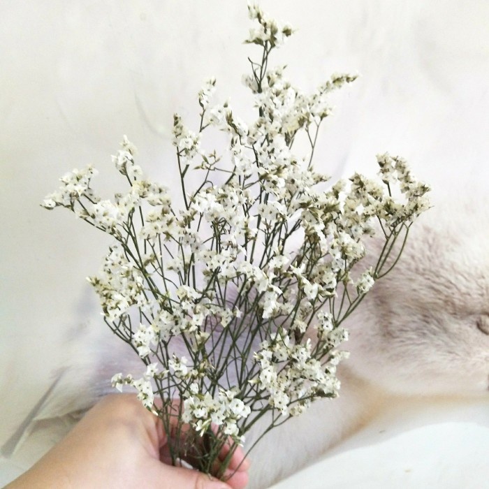 Jual Bunga- Dried Flower Limonium White -Bunga. | Shopee Indonesia