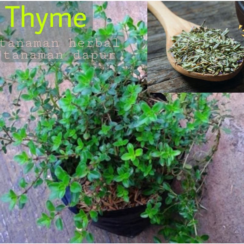 Jual Tanaman herbal - tanaman dapur Thyme / Timi sebagai penyedap rasa ...