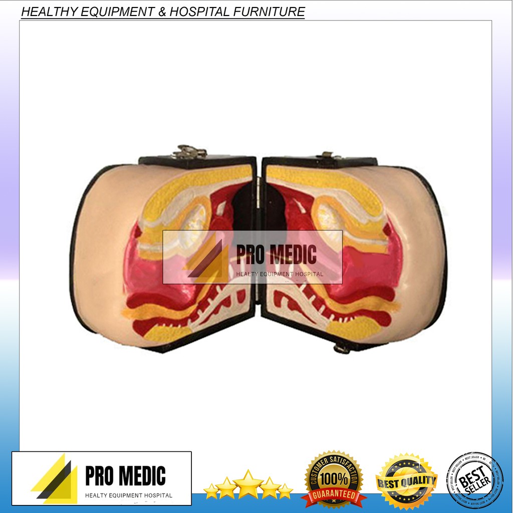 Jual Manekin IUD Training Simulator | Manikin Phantom IUD Lokal ...