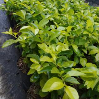 Jual Tanaman hias pangkas kuning Indonesia|Shopee Indonesia
