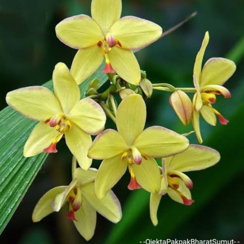 Jual Tanaman Anggrek Plicata Orchid Yellow Ground Orchids Anggrek Hutan ...