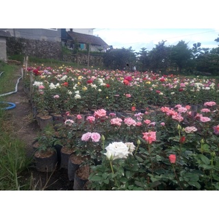 Jual MAWAR HOLLAND hidup 2 TANGKAI BUNGA BESAR - PAKET ISI 10 POHON ...
