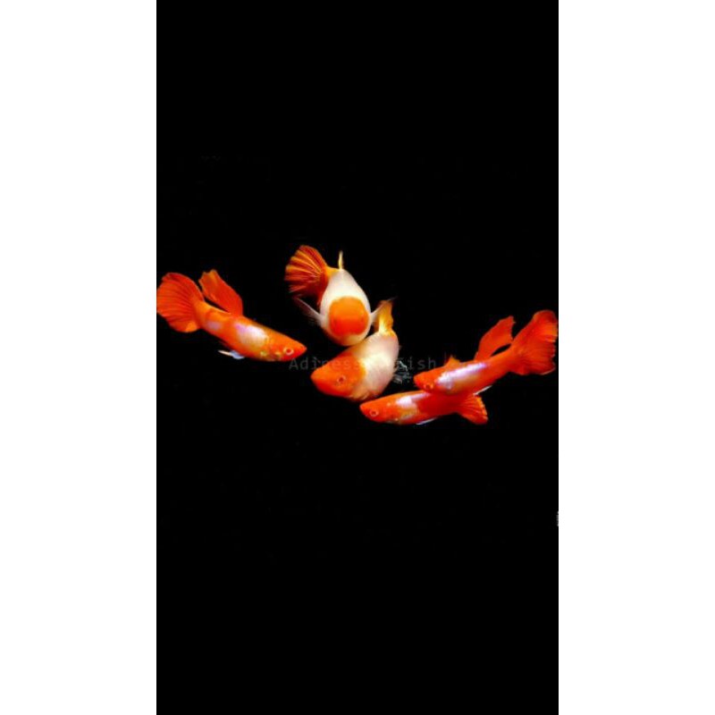 Jual IKAN GUPPY ALBINO KOI GEN READ EAR | IKAN HIAS | IKAN GUPPY | Shopee Indonesia