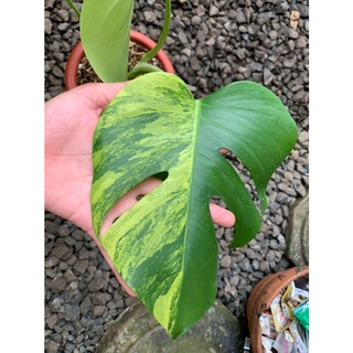Jual Monstera Marmorata Variegata / Monstera Marmo Varigata / Monstera ...