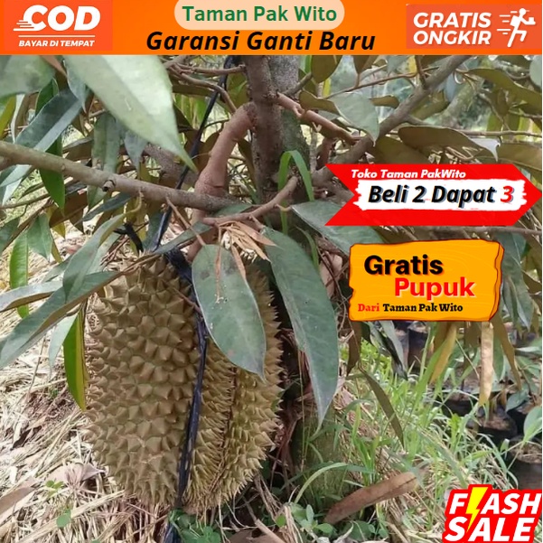 Jual Pohon / Bibit Durian Bawor Super Unggul Cepat Berbuah ( Tanam Dalam Pot ) | Shopee Indonesia
