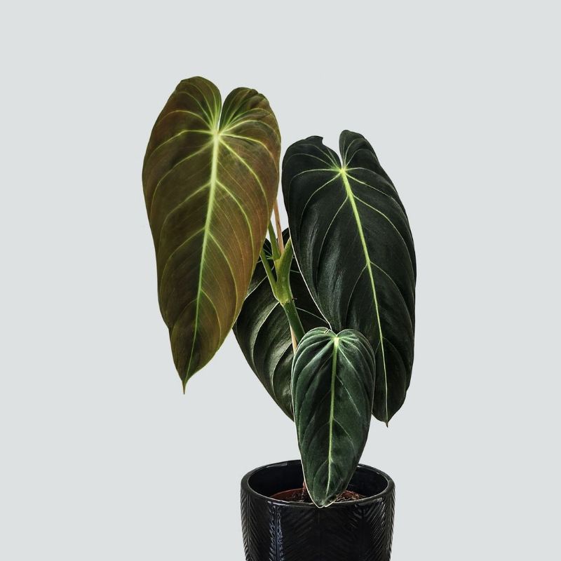 Jual Tanaman hias Philodendron Melanochrysum / philodendron melano ...