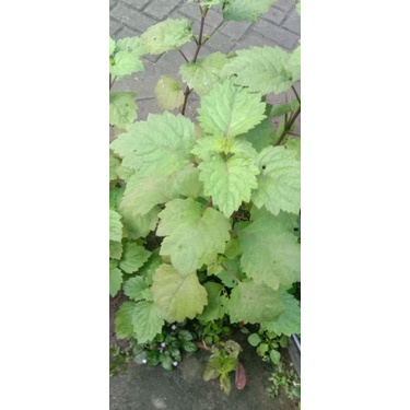 Jual tanaman daun nilam atau dilem | Shopee Indonesia