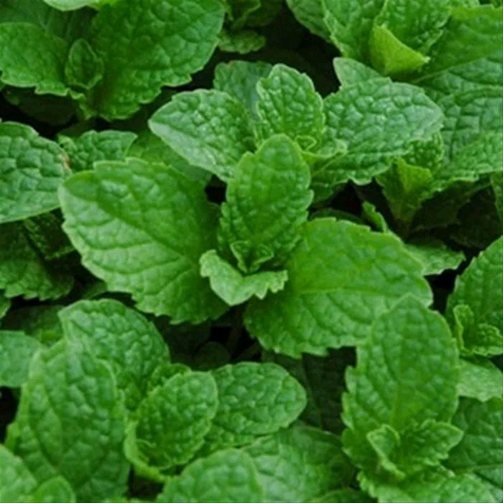 Jual 5 Biji Benih Kentucky Colonel Mint Mentha spicata Indonesia|Shopee ...
