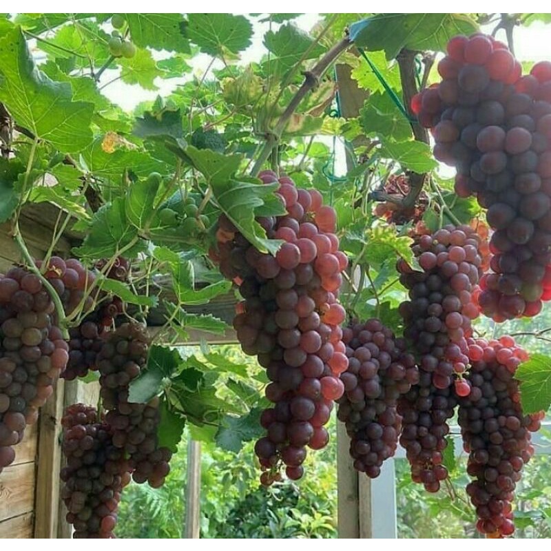Jual PROMO!!! BIBIT TANAMAN ANGGUR JUPITER - BIBIT POHON ANGGUR ... Jual PROMO!!! BIBIT TANAMAN ANGGUR JUPITER - BIBIT POHON ANGGUR ...