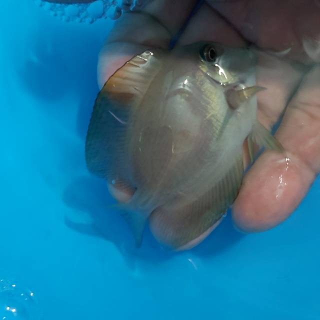 Jual Ikan Hias Air Laut Botana Coklat | Shopee Indonesia