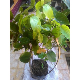 Jual tanaman flame of irian (bunga api) | Shopee Indonesia