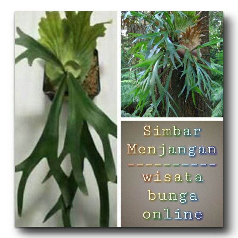 Jual Tanaman Hias Simbar Menjangan/Tanduk Rusa | Shopee Indonesia