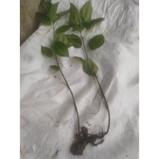 Jual Pohpohan Satu Pohon Utuh Bibit Tanaman poh pohan | Shopee Indonesia