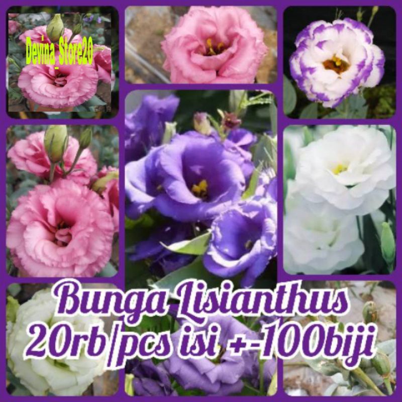 Jual Biji bunga lisianthus (MIX) | Shopee Indonesia