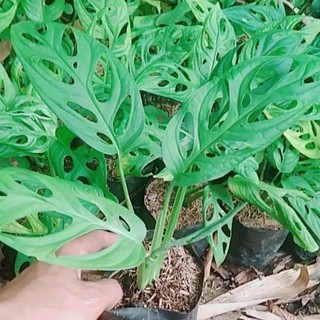 Jual (IND Shop CS 16Ju3Bs) tanaman bunga hias monstera obliqua phillo ...