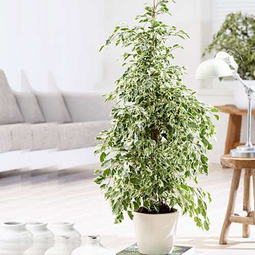 Jual Tanaman hias beringin ficus variegata tinggi.1 meter | Jenis ...