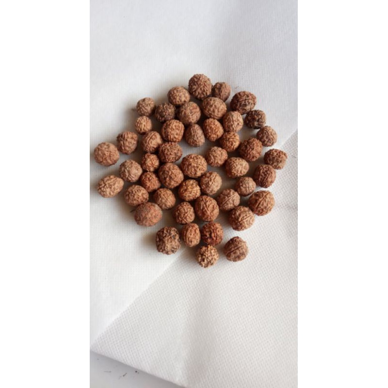 Jual biji jinitri / ginitri / jenetri /genetri (1 kg) | Shopee Indonesia