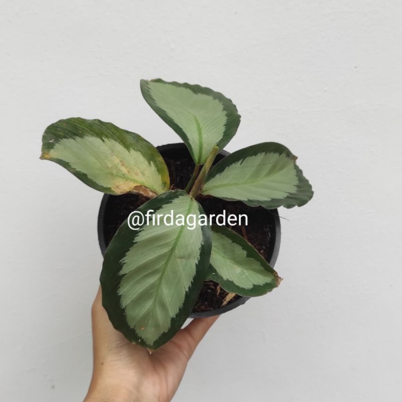 Jual Calathea Corona | Shopee Indonesia