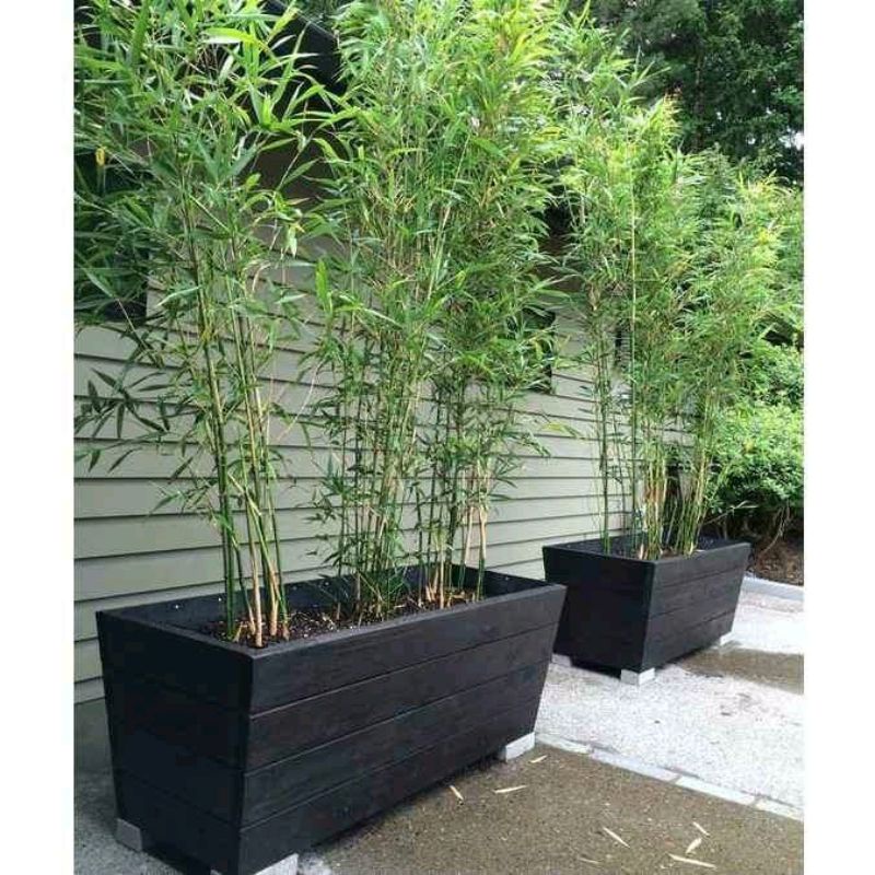 Jual bambu jepang bambu cendani bambu hias sudah berakar Indonesia ...