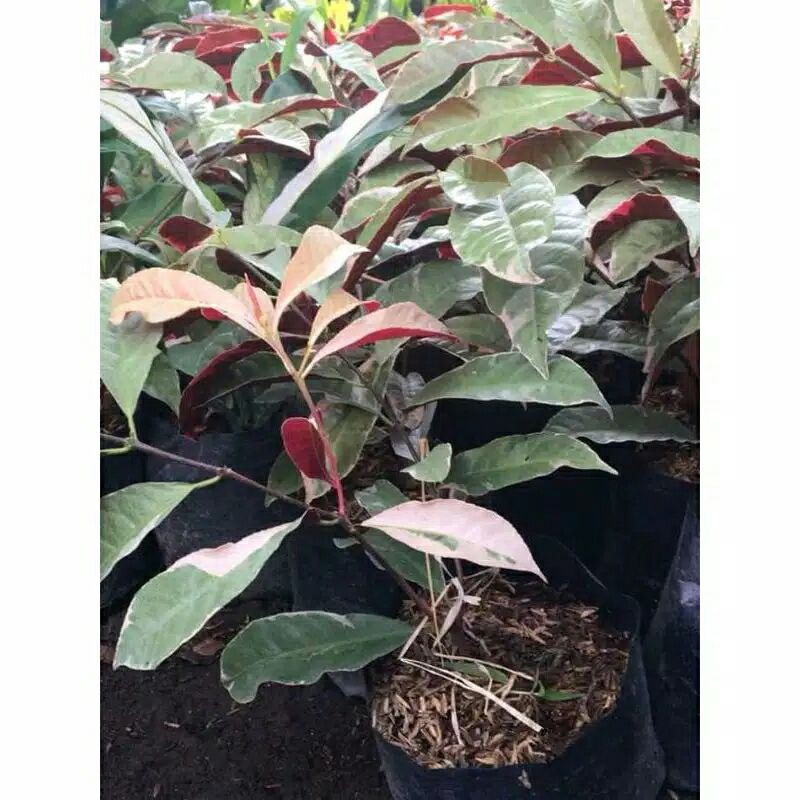 Jual Tanaman Hias Sambang Darah Merah Putih | Shopee Indonesia