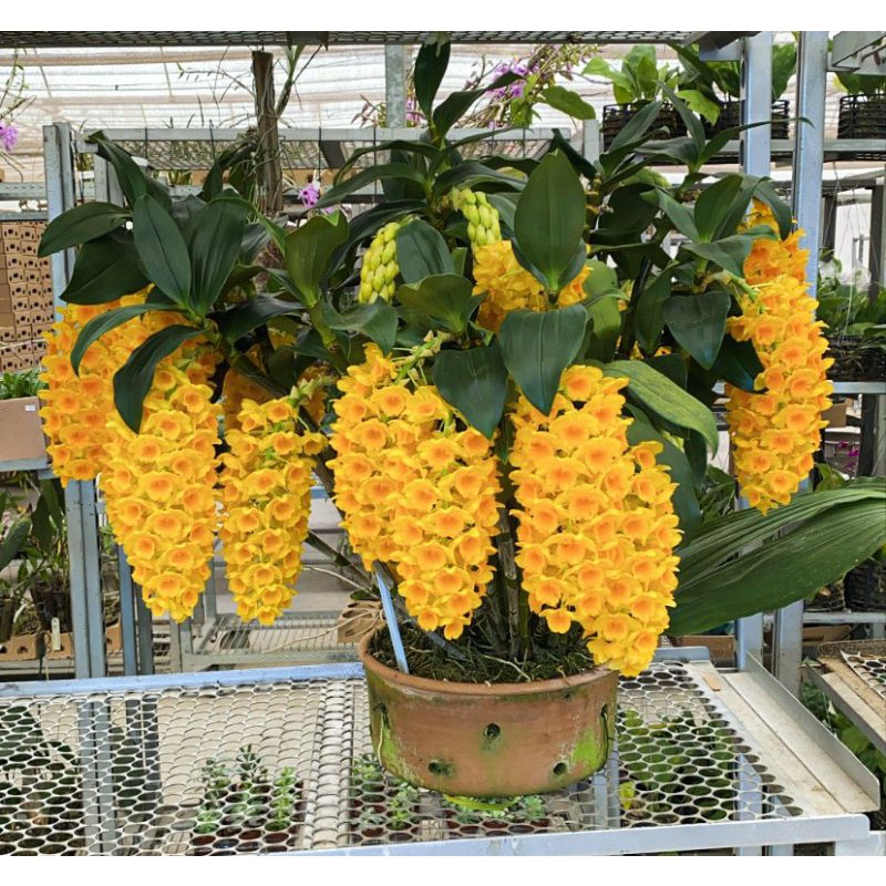 Jual anggrek bibit botol Farmeri pink x densiflorum | Shopee Indonesia