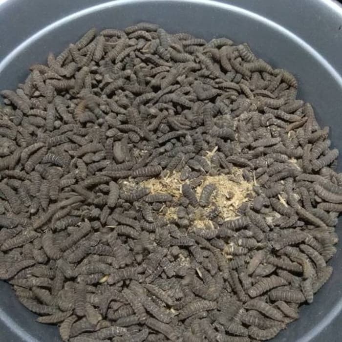 Jual Pupa bsf prepupa lalat black soldier fly 100 gram | Shopee Indonesia