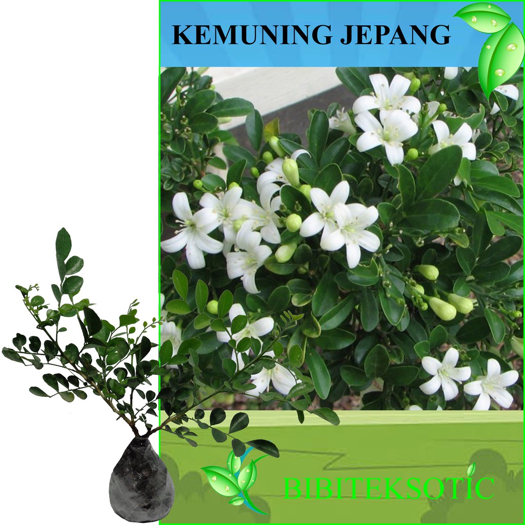 Jual Tanaman Kemuning Jepang (Tinggi 30-50 cm) Indonesia|Shopee Indonesia