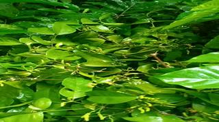 Jual UCENG SUCU | MELINJO KEMBANG SEGAR LANGSUNG PETIK | MELINJO KROTO ...