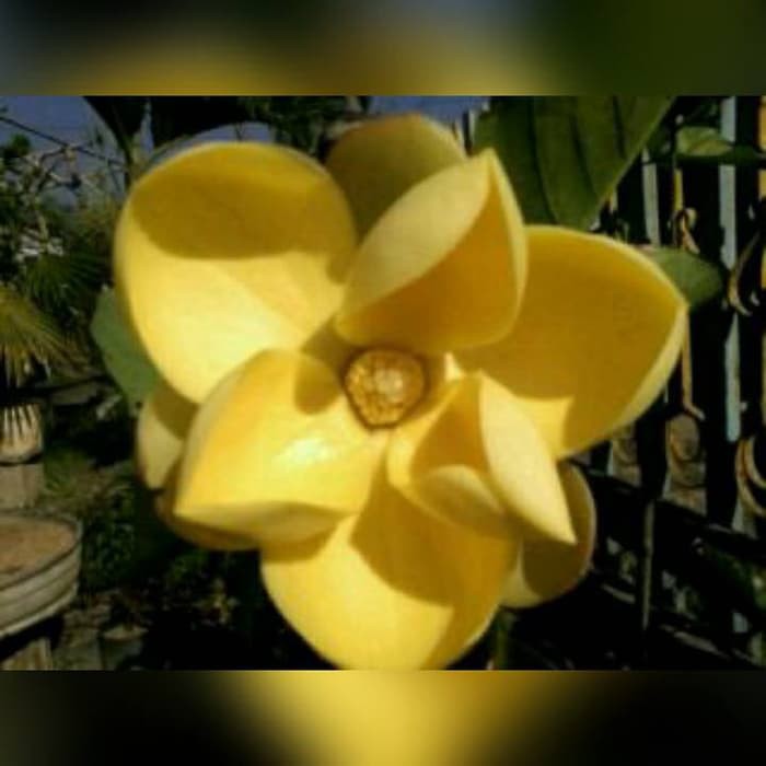 Jual Tanaman Jadi !! Tanaman Bunga Cempaka Kuning Super Jumbo | Shopee ...
