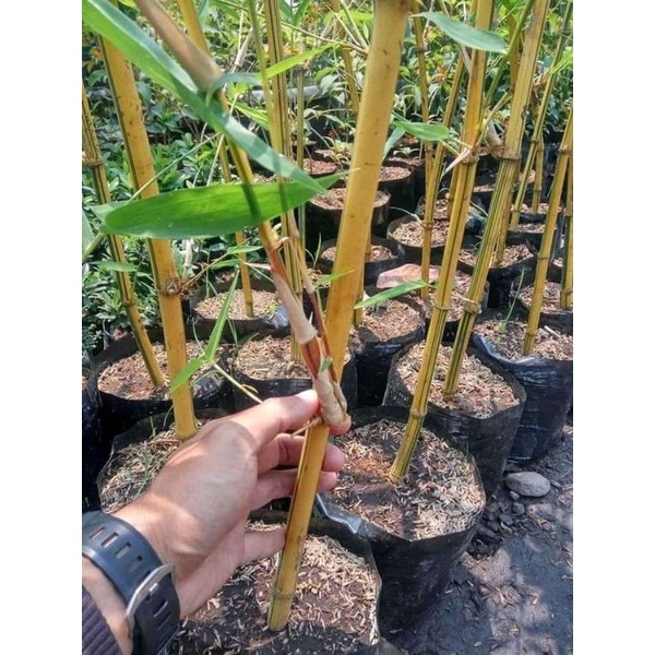 BIBIT BAMBU KUNING | Shopee Indonesia