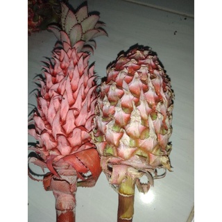 Jual bunga pecut kuda segar 1kg | Shopee Indonesia