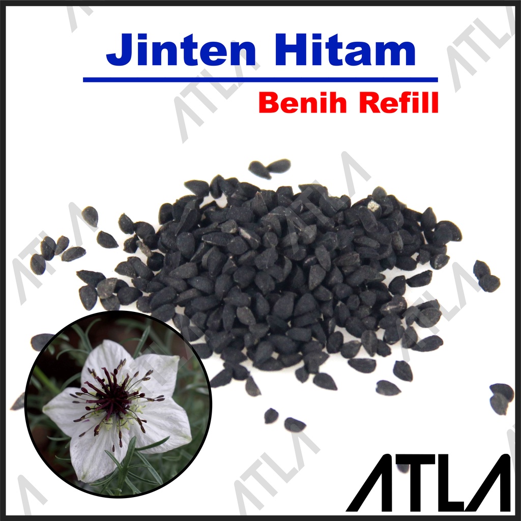 Jual Benih Jinten Hitam Biji Jintan Habbatussauda Seed Bibit Tanaman ...