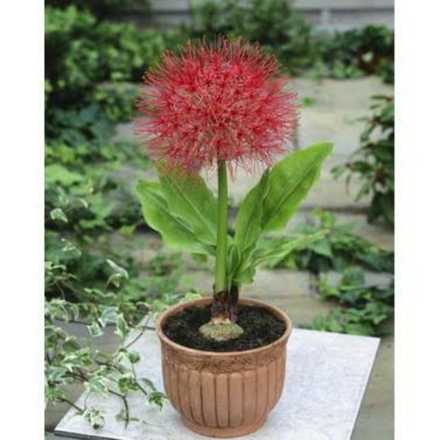 Jual Bunga Desember Terlengkap & Harga Terbaru Maret 2023 | Shopee ...