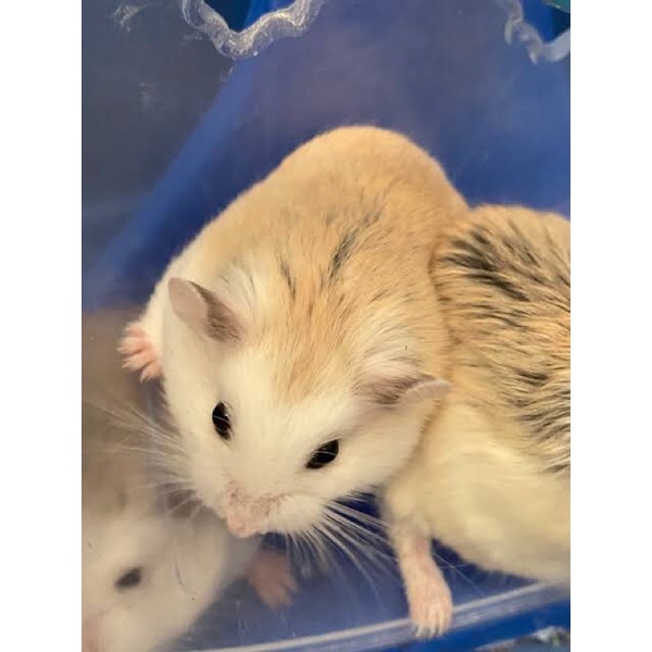 Jual Hamster Roborovski White Face / Husky (FREE PACKING) | Shopee ...