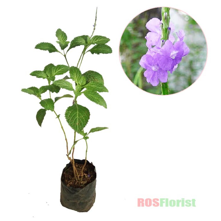 Jual Tanaman Jarong | Shopee Indonesia