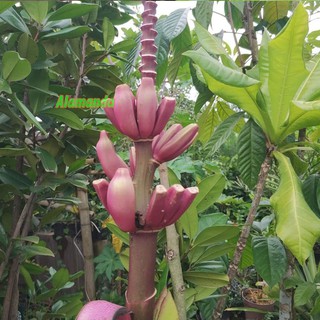 Jual Tanaman Hias Pisang Songgo Langit | Shopee Indonesia